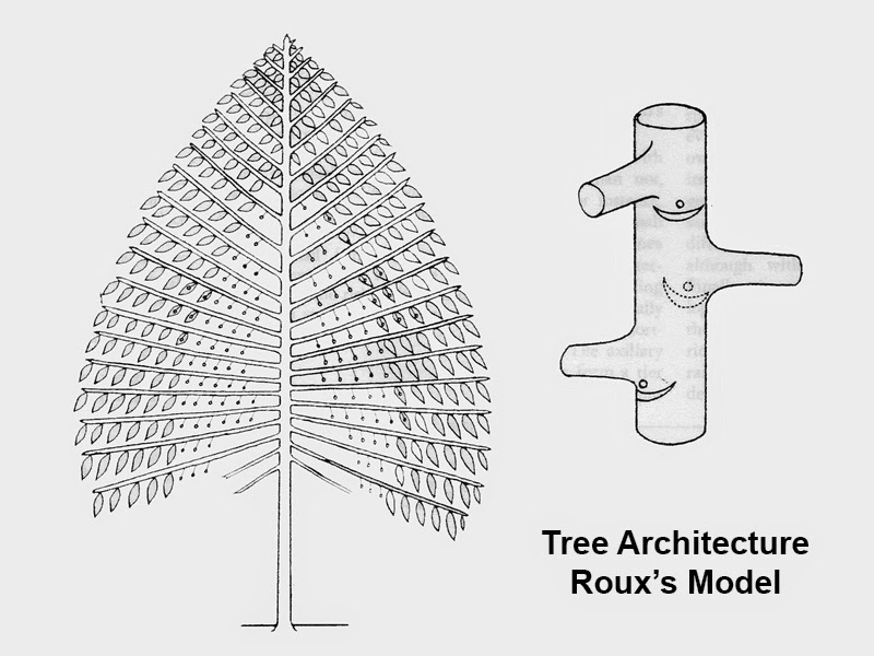 Durian Info: Botany of The Common Durian