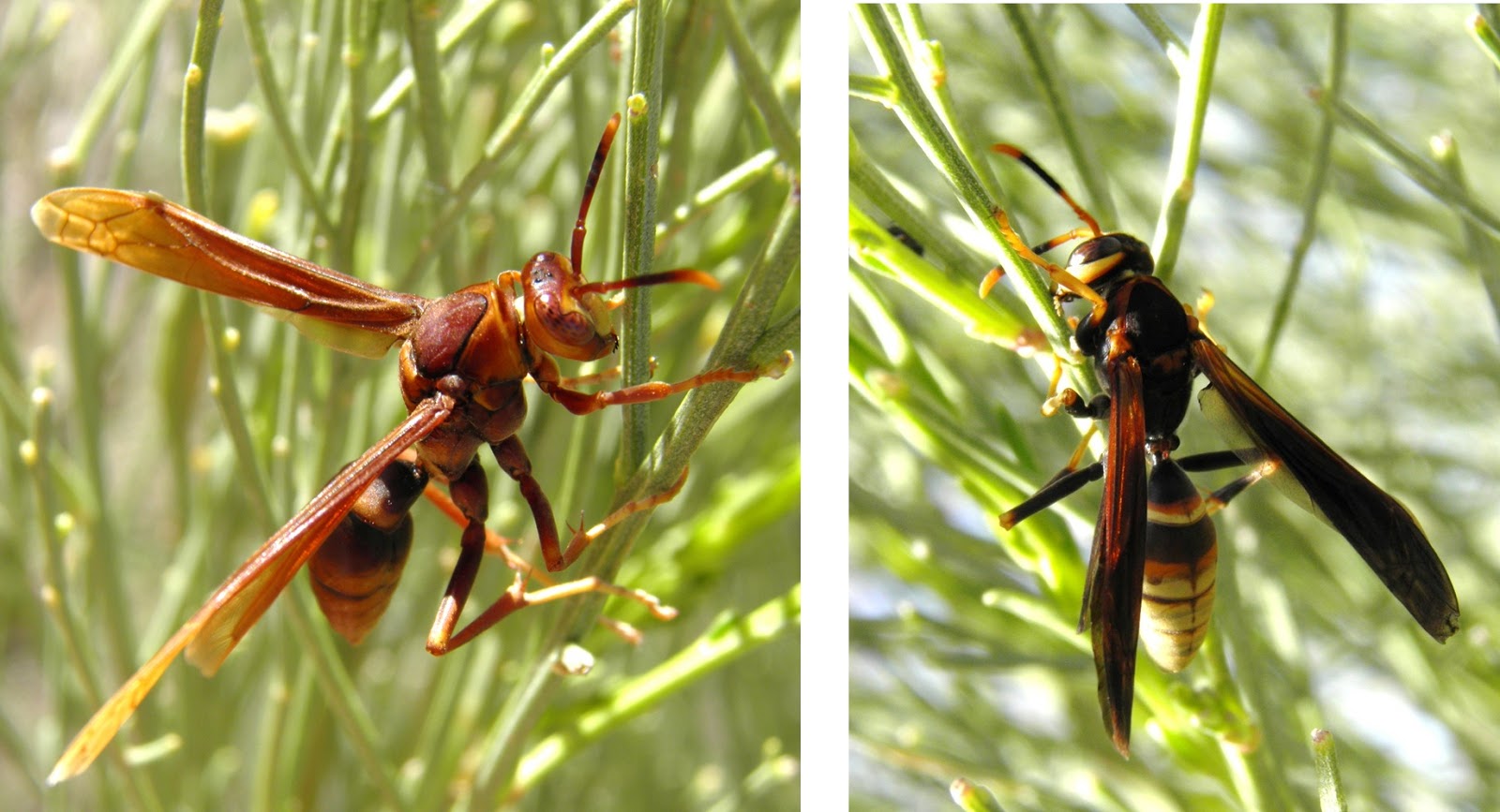 Arizona: Beetles, Bugs, Birds and more: February 2017