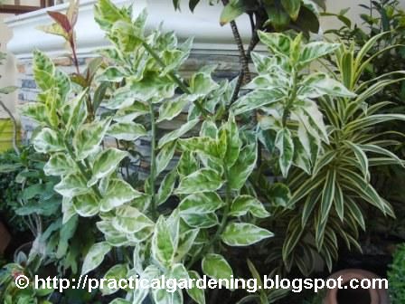 Practical Gardening: Pedilanthus tithymaloides variegatus or Devil's ...