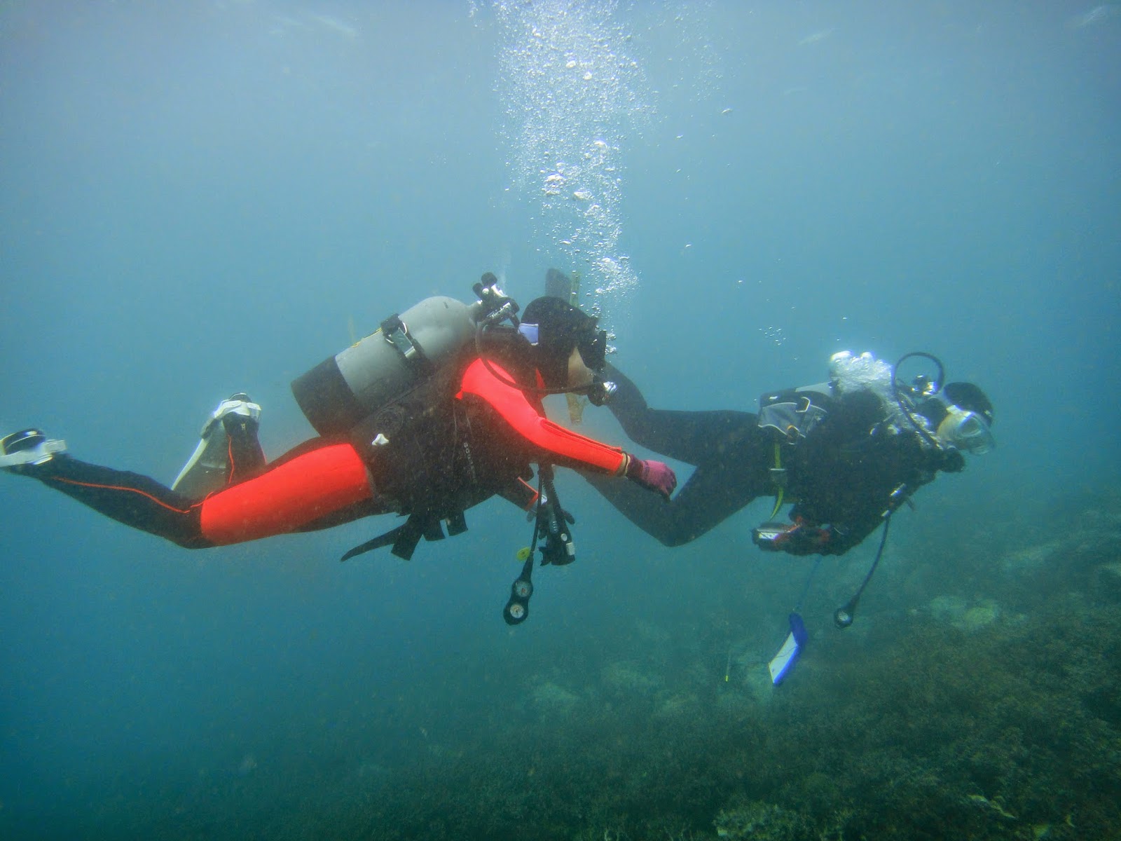 Seaweed Research Journal 海藻研究ジャーナル : Diving-PAM