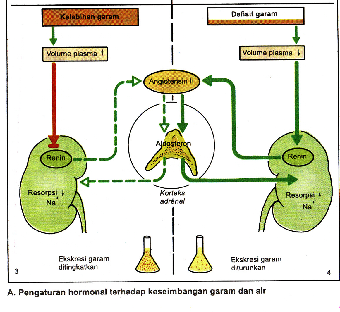 KOMPOSISI URIN ~ Cadok Punya Cerita