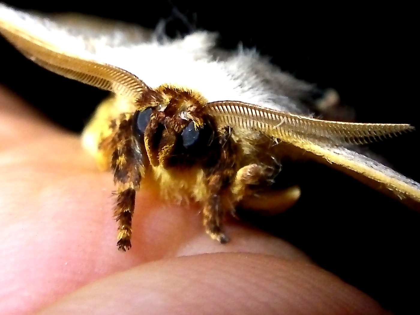 Quaoar Power Zoo: tropical American silkworm moth (Oxytenis modestia ...