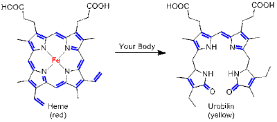 Science Minus Details: Why Pee is Cool - entry #1 - "Why Is Pee Yellow ...