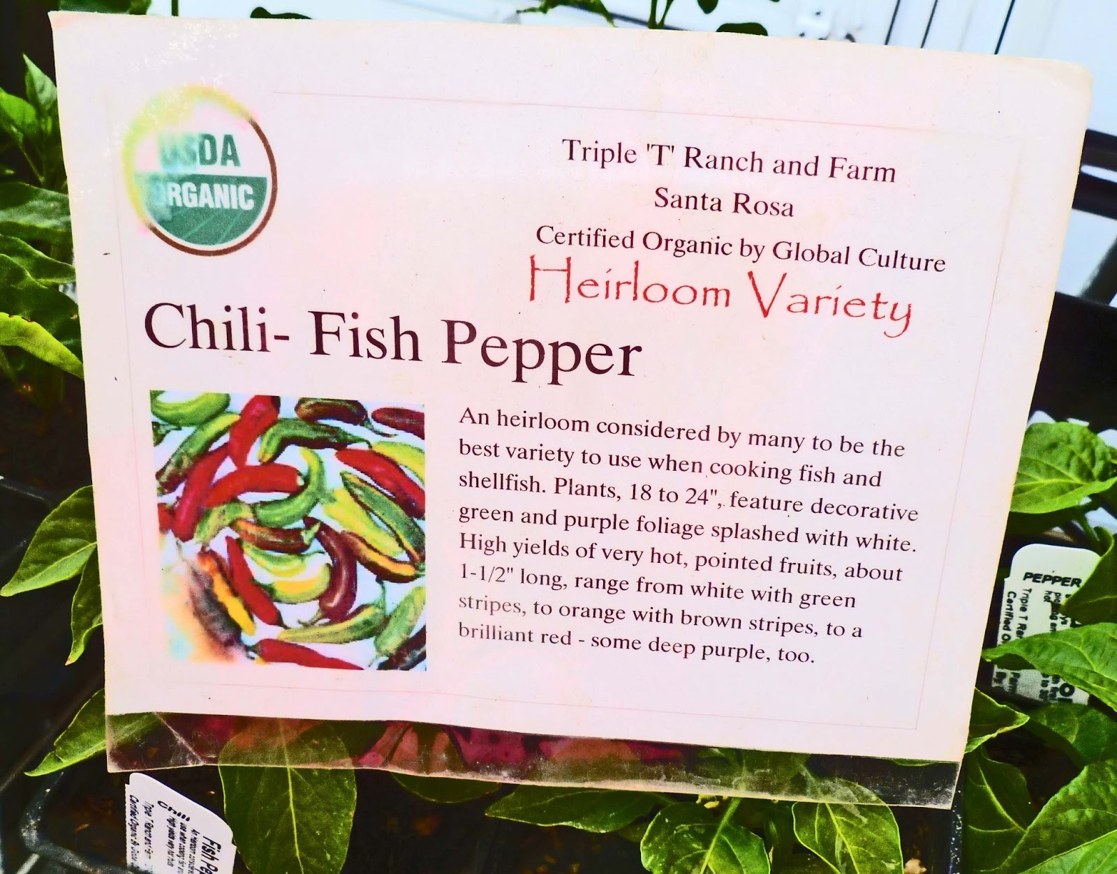 MAD MEAT GENIUS: FISH PEPPER