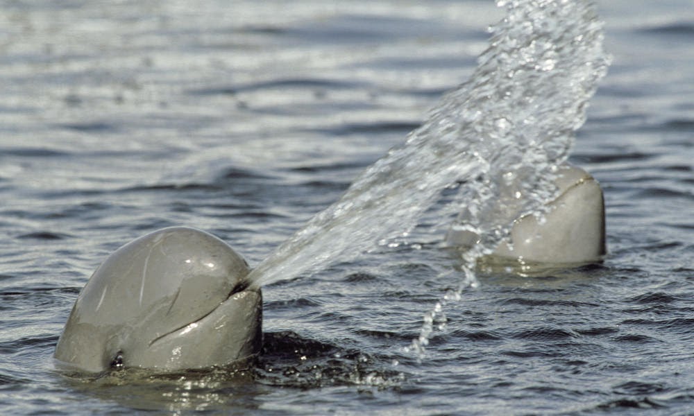 Santubong Nature Festival: Irrawaddy Dolphins: The Smiling Faces of the ...