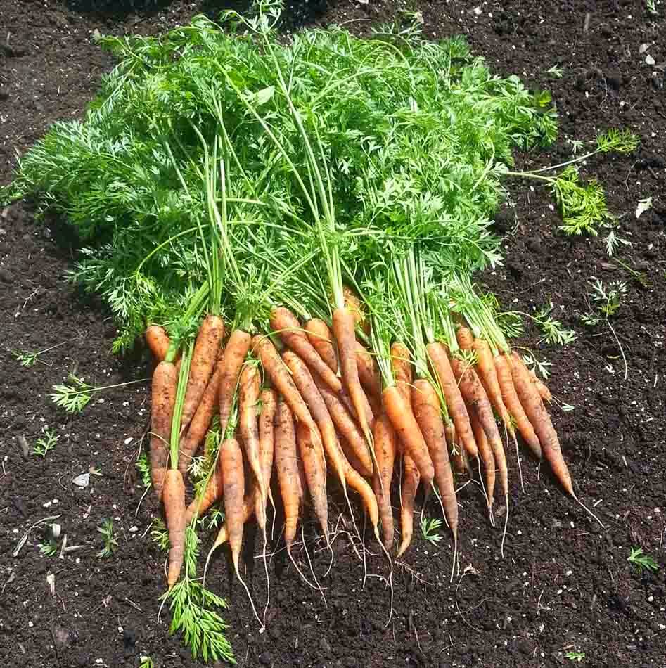 The Gardening Me: End of Season Review - Carrots and Radishes