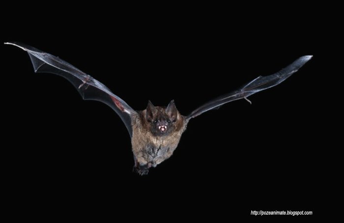 Pasari,leu,lion liliac bat gif miscatoare