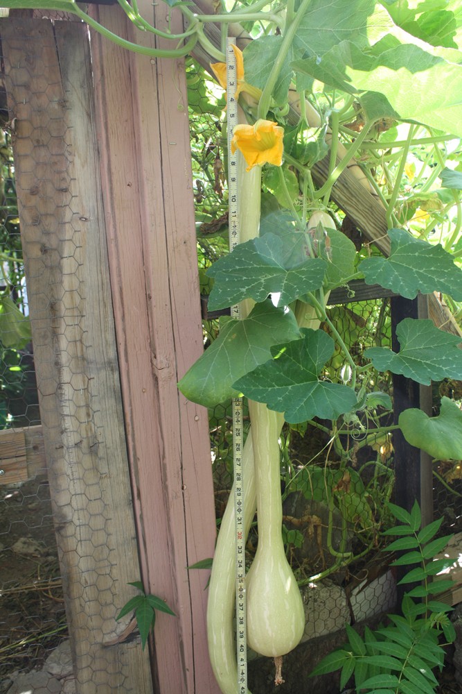 The Edible Garden: August 2012