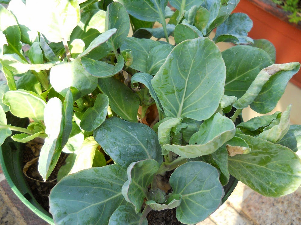 Plantas para hombres: Brassica oleracea var. Gemmifera, col de Bruselas