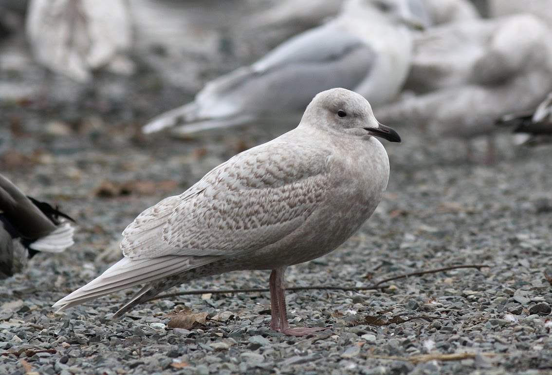 Birding Newfoundland with Dave Brown: Iceland Gull Identification Part ...