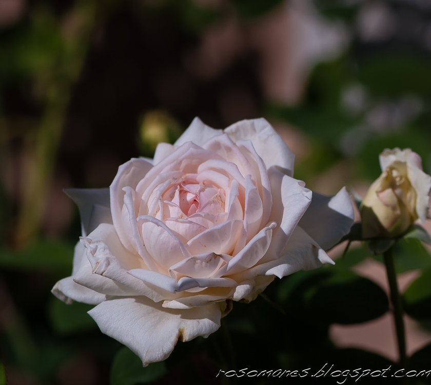 A Rose is a Rose...: Midsummer Roses