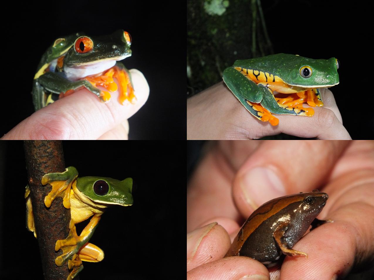 Julia Garner : Costa Rican frogs....