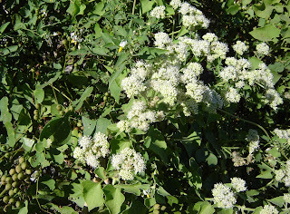 v e r d e c h a c o: Guaco