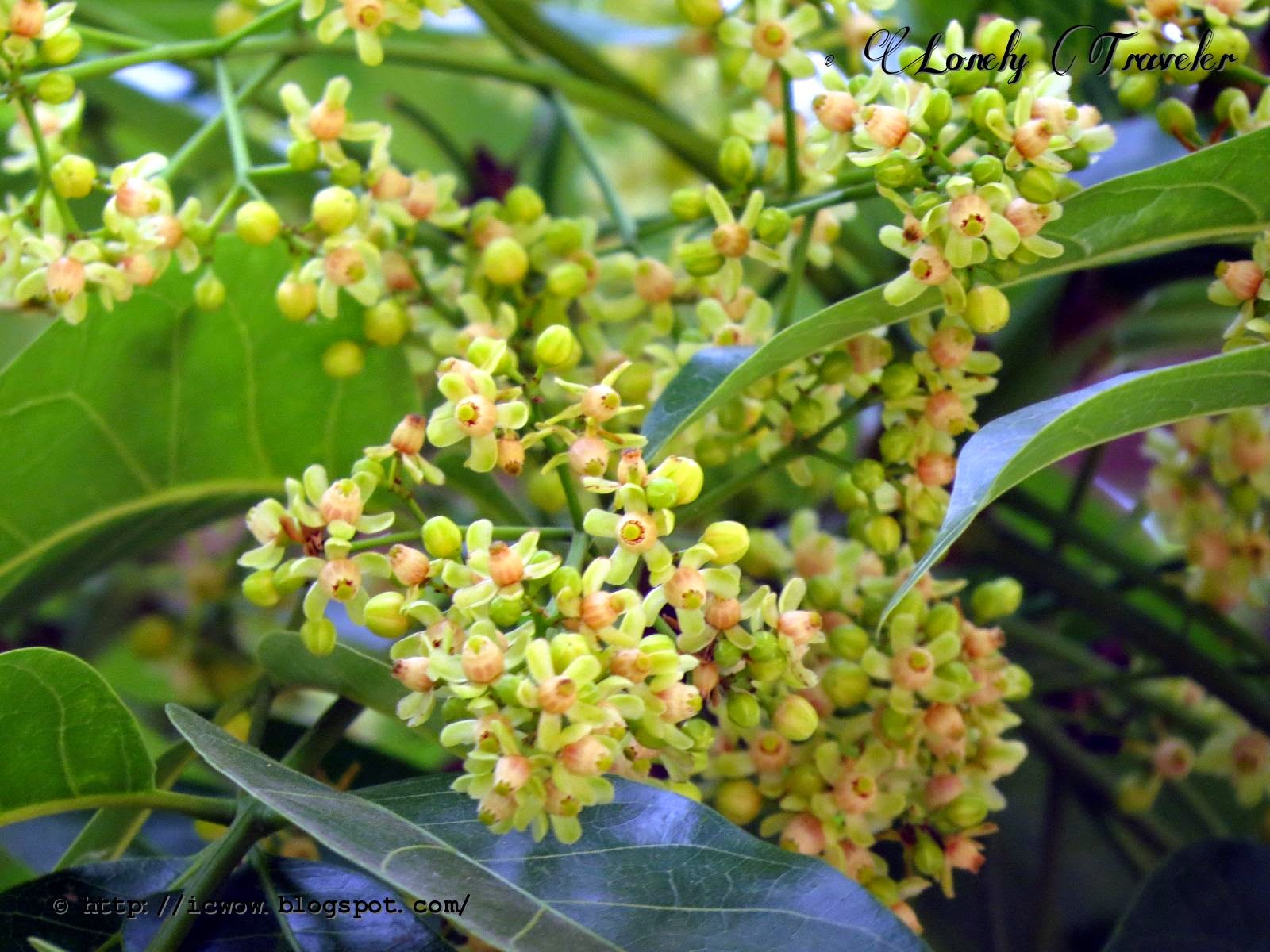 Mahogany flower (মেহগনি ফুল) - Swietenia macrophylla