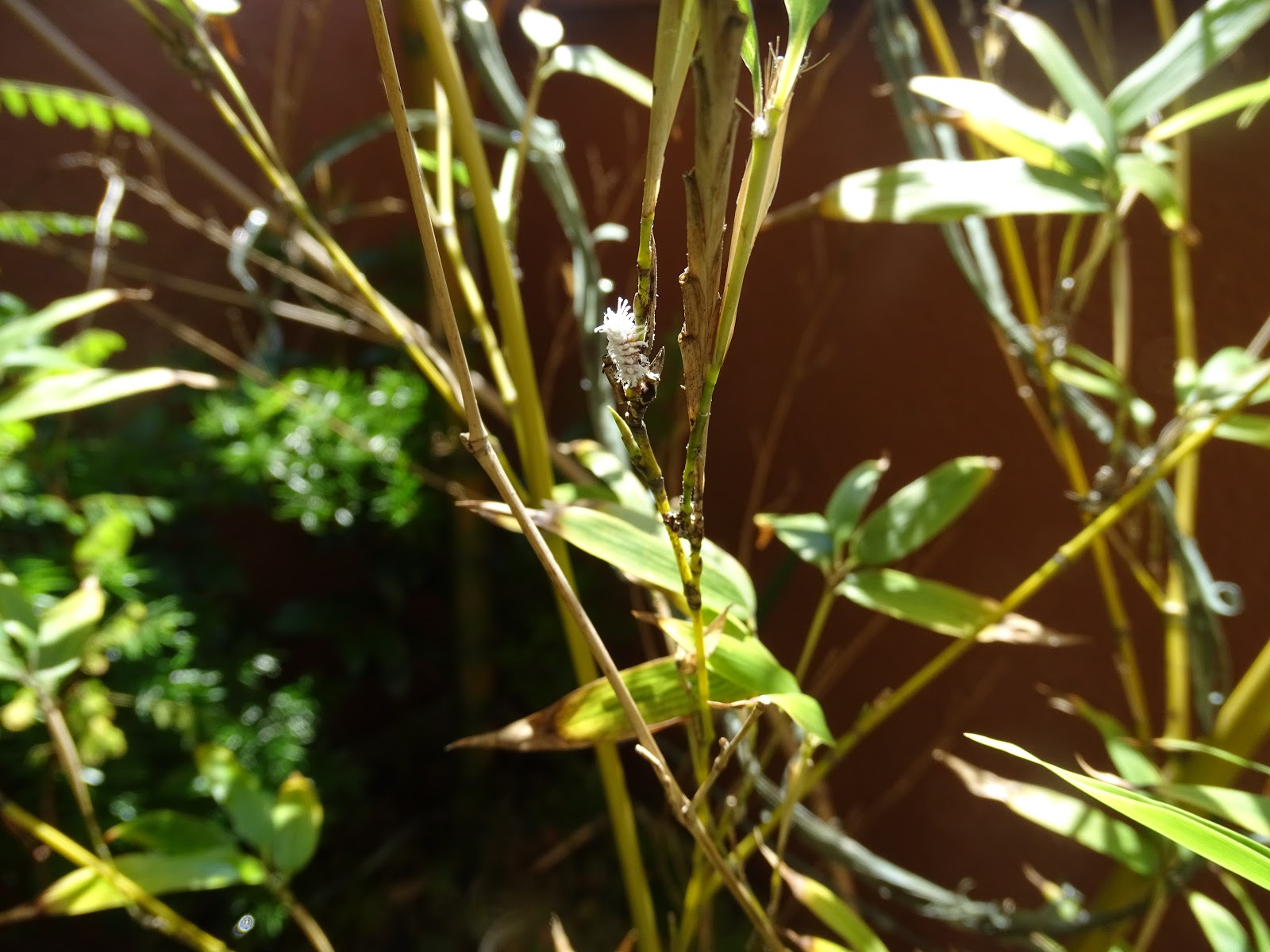 Agrobambu/Bambuplatz Garten: INSETOS DO BAMBU - BAMBOO INSECTS