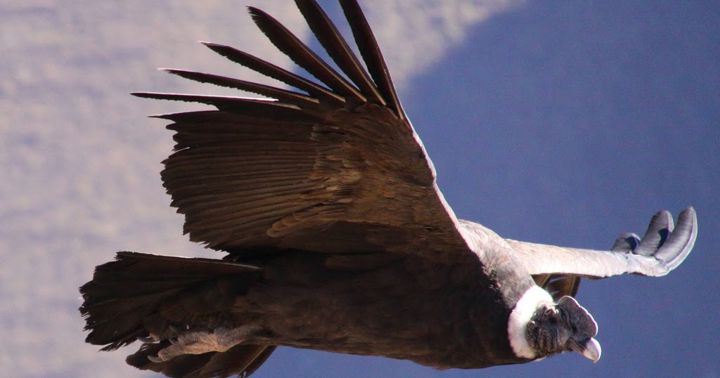 violetas: EL VUELO DEL CÓNDOR ANDINO