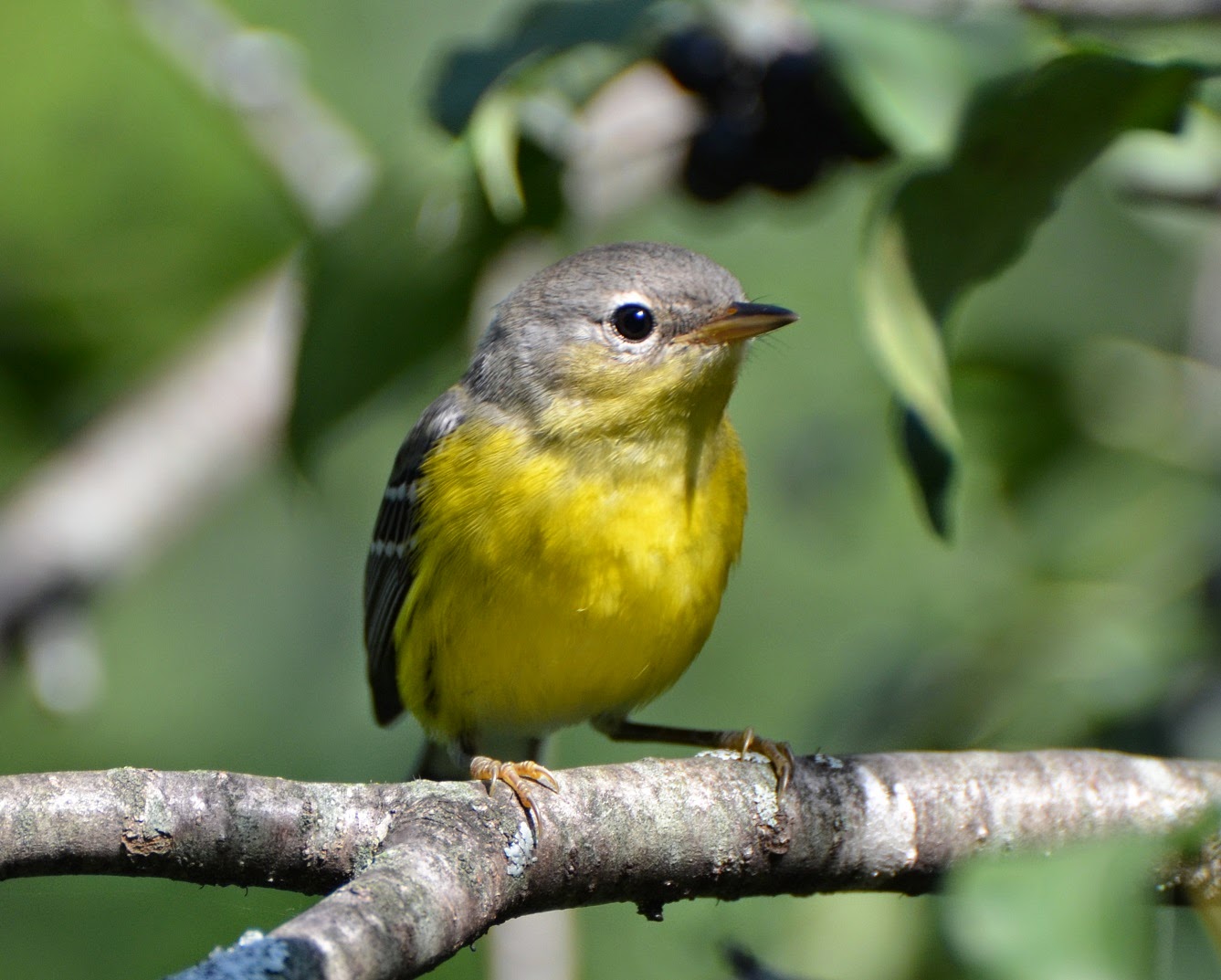 Tales From The Wilds: Plenty of Fall Warblers and Other Migrants