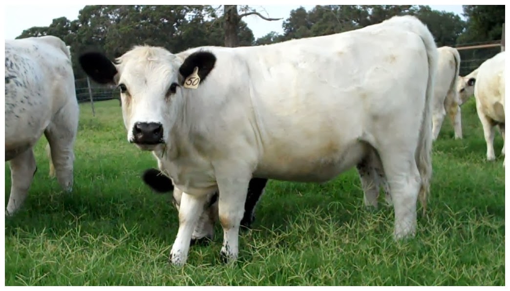 Generalidades de la Ganadería Bovina.: Raza Blanco Orejinegro