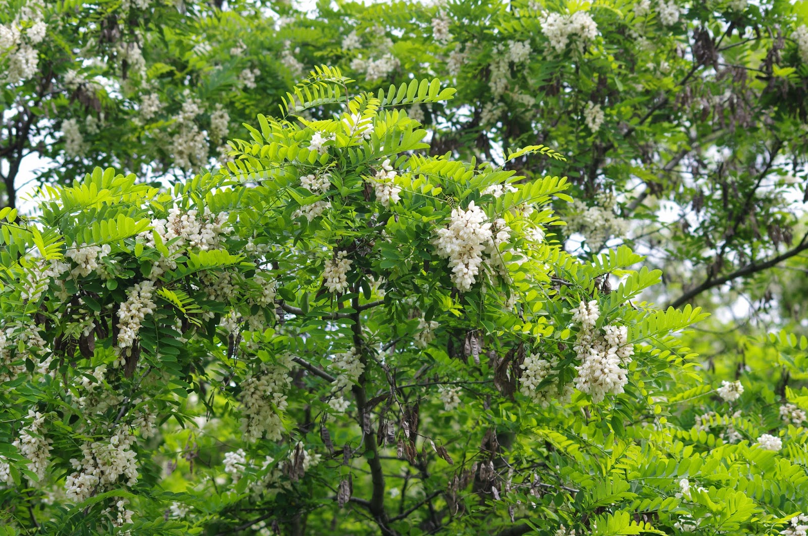 Chwile...: Kwitnie akacja czyli robinia.