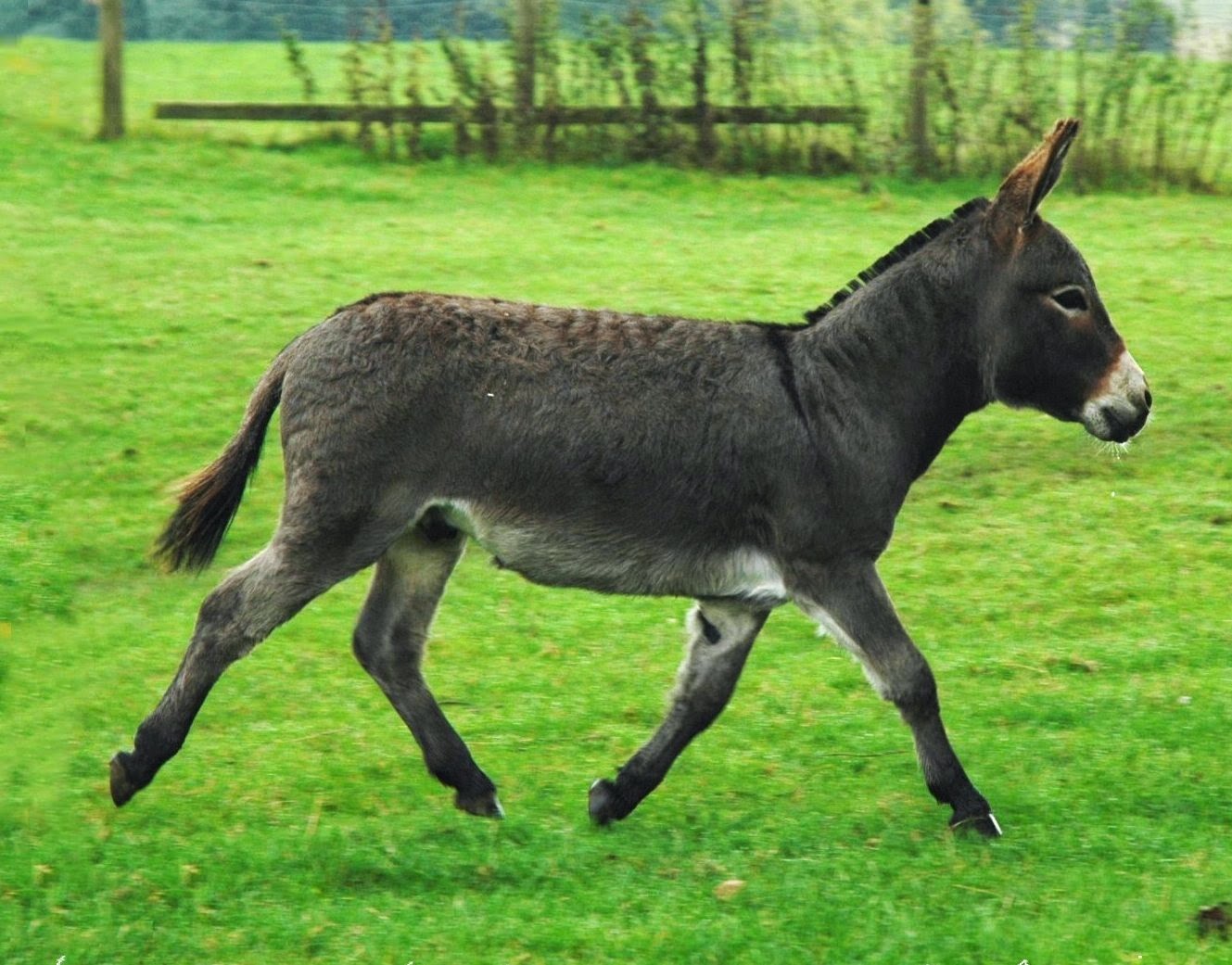 All Animals: Donkey Profile,Latest News,Photos