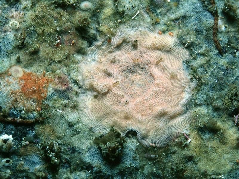 Real Monstrosities: Bryozoa