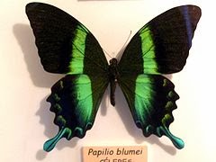 Svijet oko nas: Indonezijski leptir zeleni lastin rep (Papilio blumei)