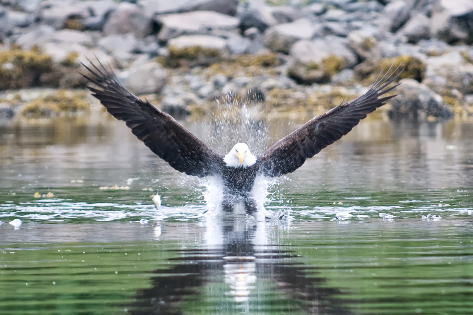 menopausal mumma: Bald Eagle Action Shots by Randal Rodgers