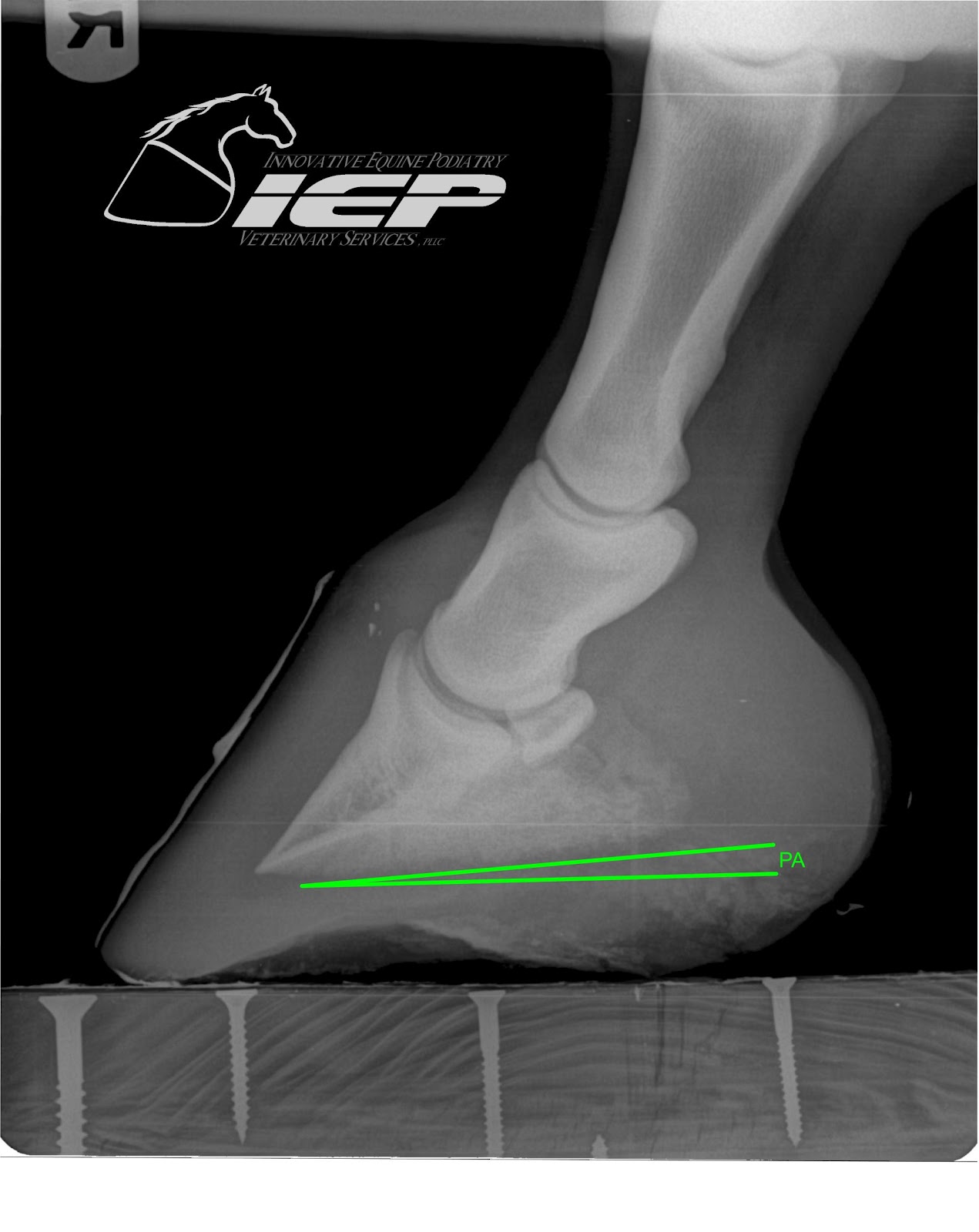 Innovative Equine Podiatry: Radiographic parameters measurement guide