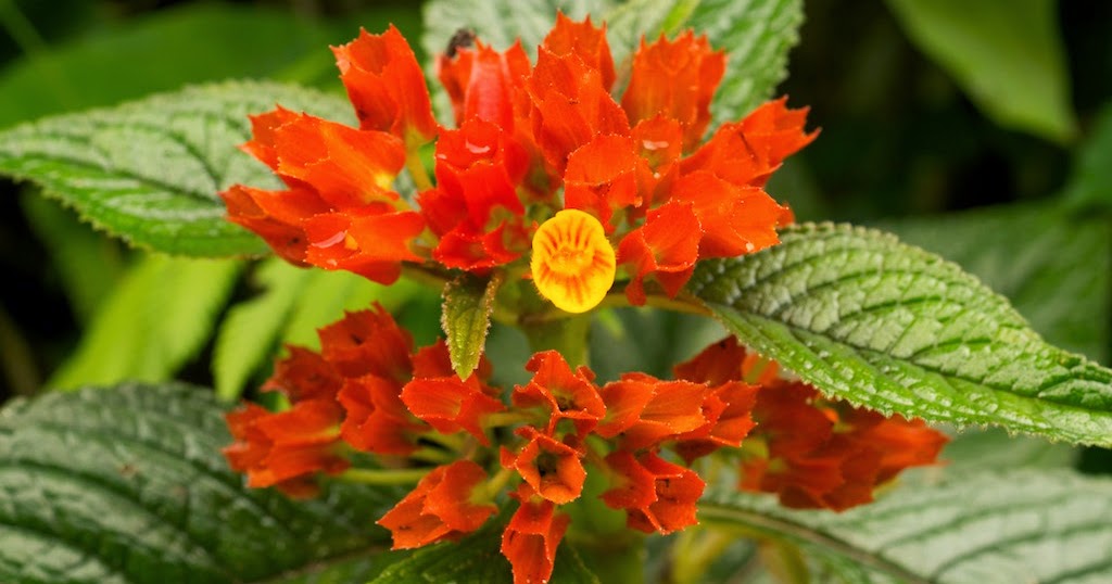 Flora de Puerto Rico Ilustrada Papo Vives: GERANIACEAE-CHRYSOTHEMIS ...
