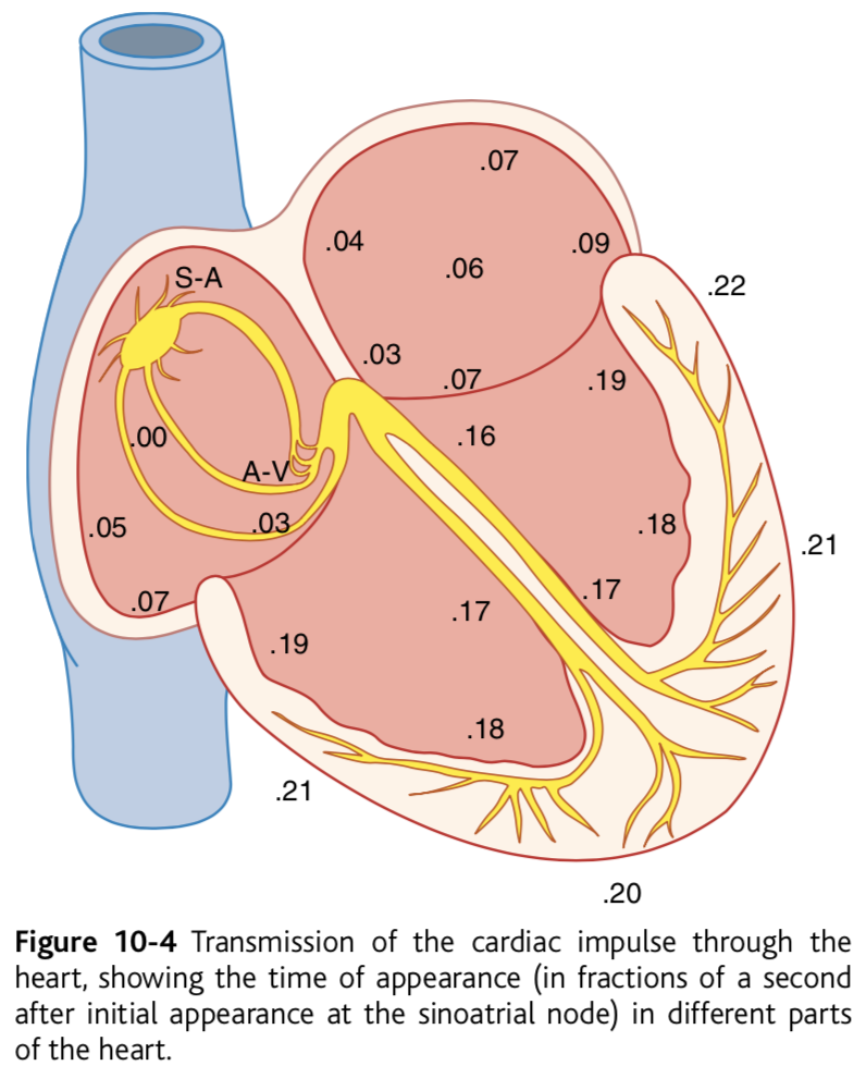 89 Mechanism of Torsades de Pointes
