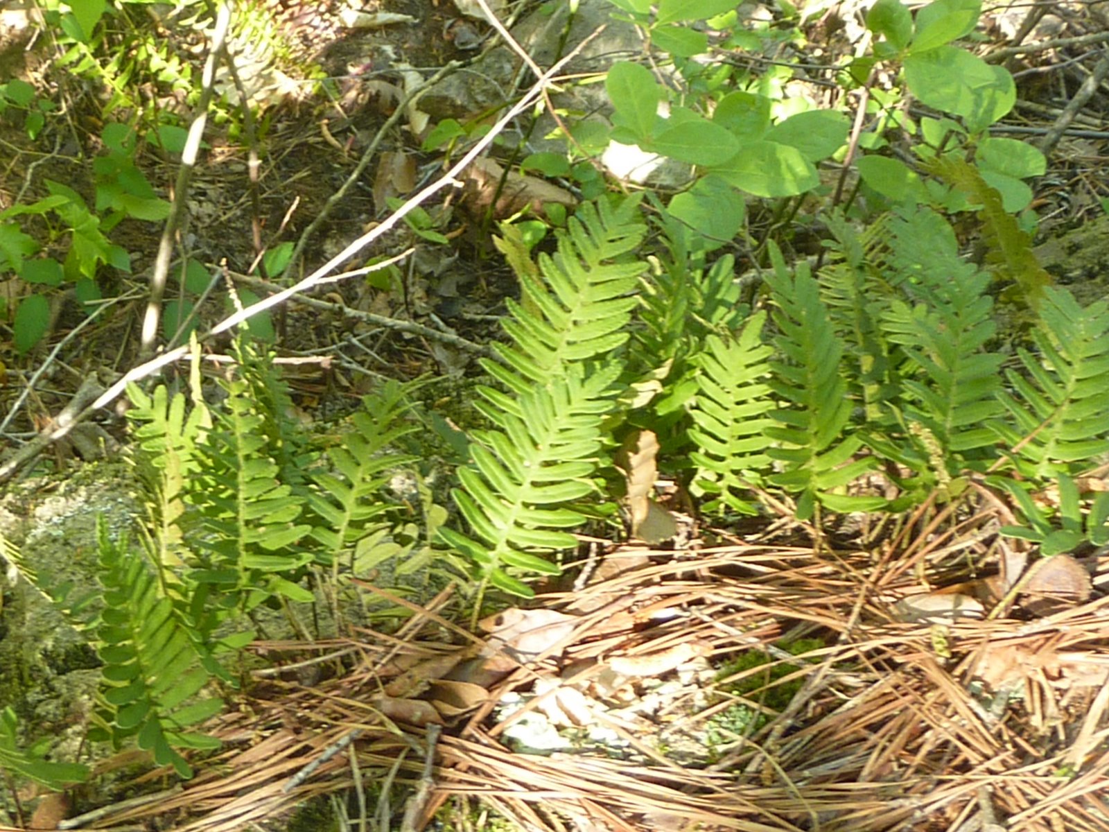 Triangle Flora: Resurrection Fern (Pleopeltis polypodioides)