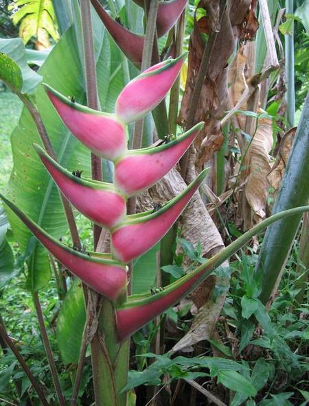 The Tropical Garden Of The RETREAT: Heliconia Eden Pink