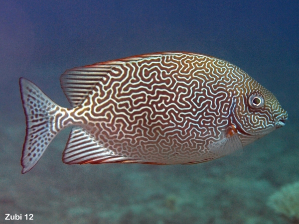 Ikan Baronang (Siganus sp) - Biota Dunia Perairan