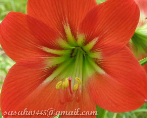 Amaryllis Review: Red native of Asia Amaryllis