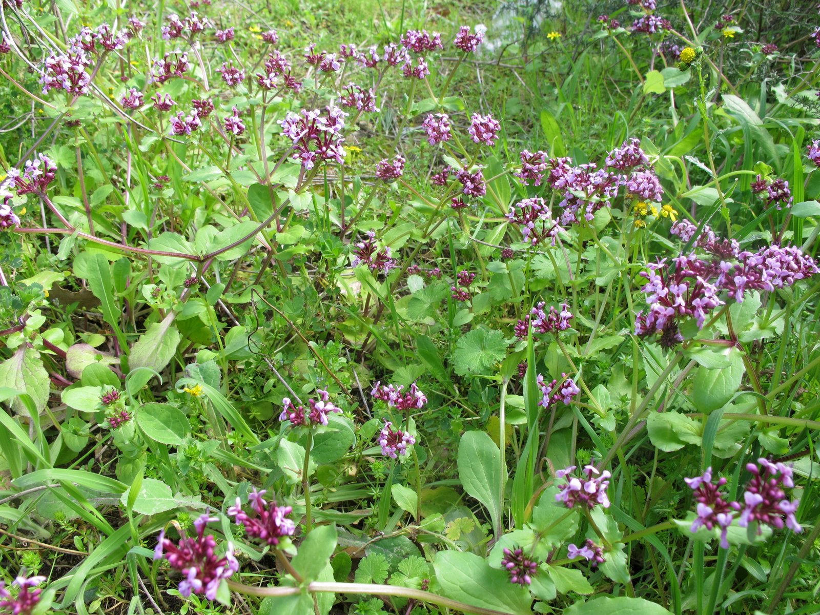 FLORA NEL SALENTO e.. anche altrove: Fedia graciliflora Fisch. & C.A ...