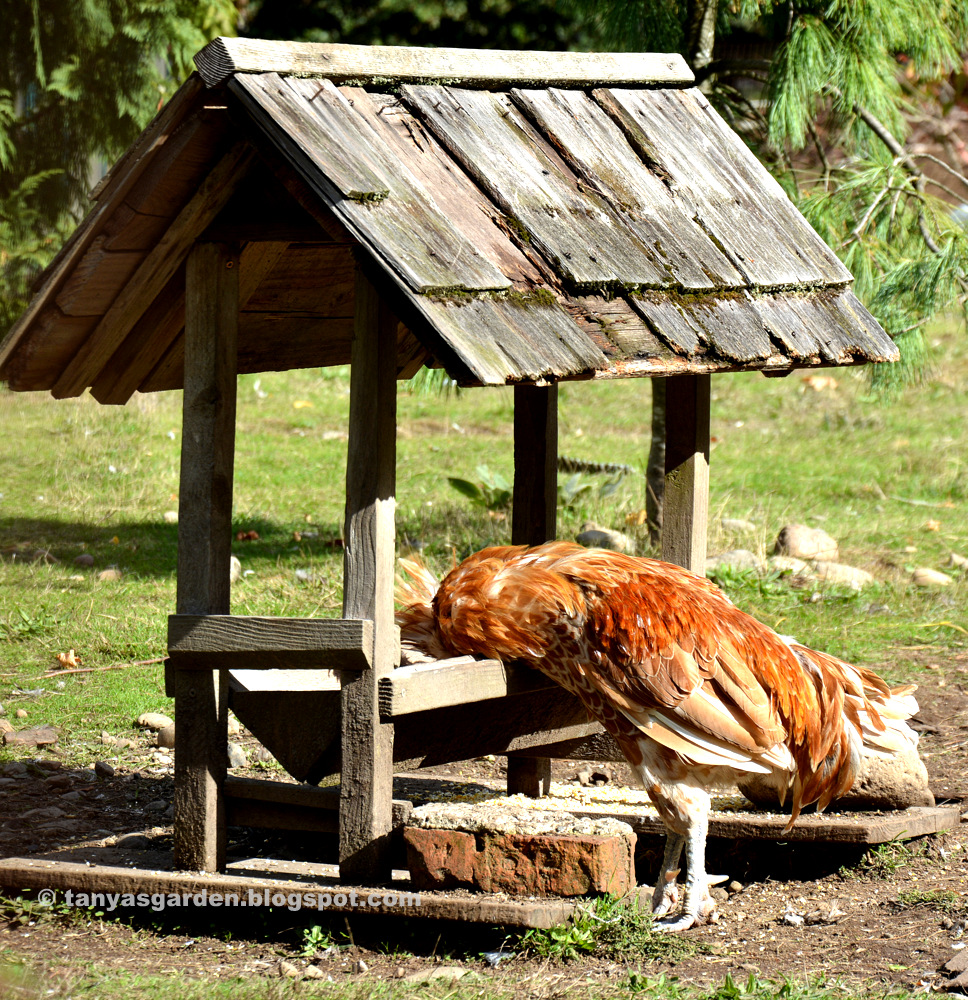 MySecretGarden: Visit to The Old Goat Farm