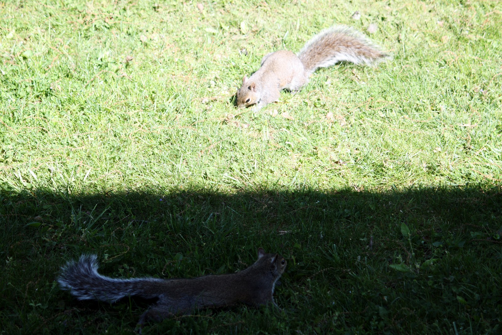 Round The Bend: A Tale of Two Squirrels