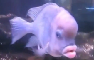 Peixe com lábios carnudos - Você viu?