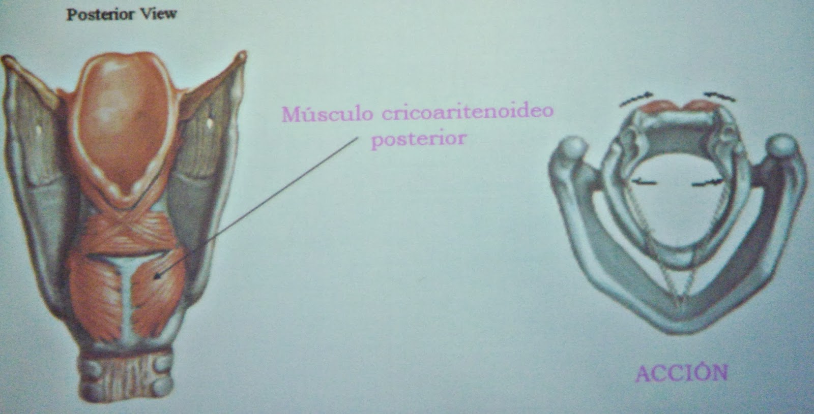 Laringe - Sistema respiratorio