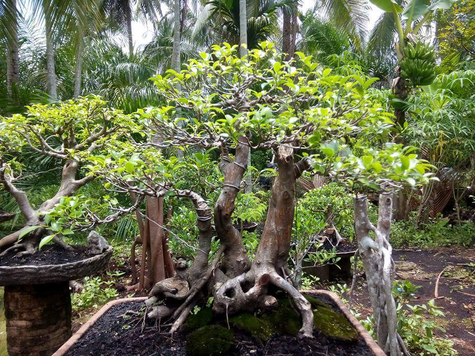 Inspirasi Bonsai Beringin Kimeng (Ficus Microcarpa) - DEN SHOIM