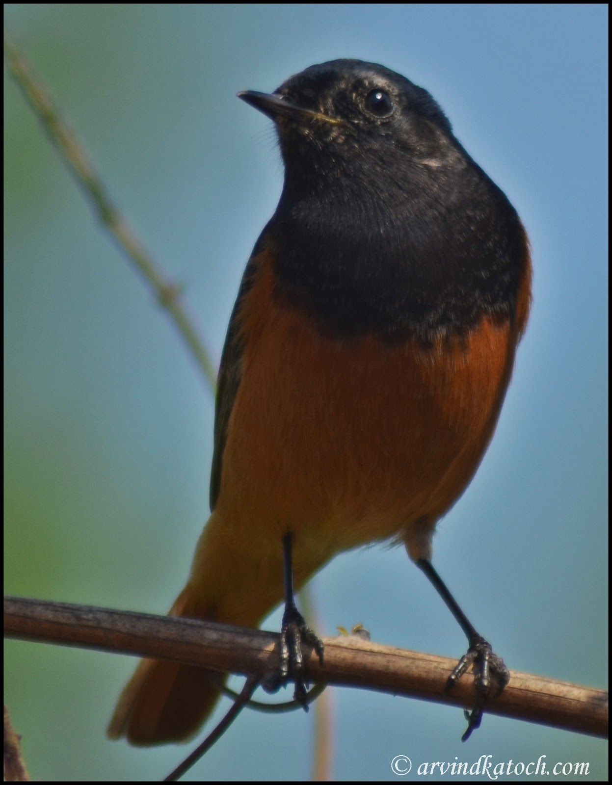 Black Redstart Pictures and Detail (Phoenicurus ochruros) A small ...