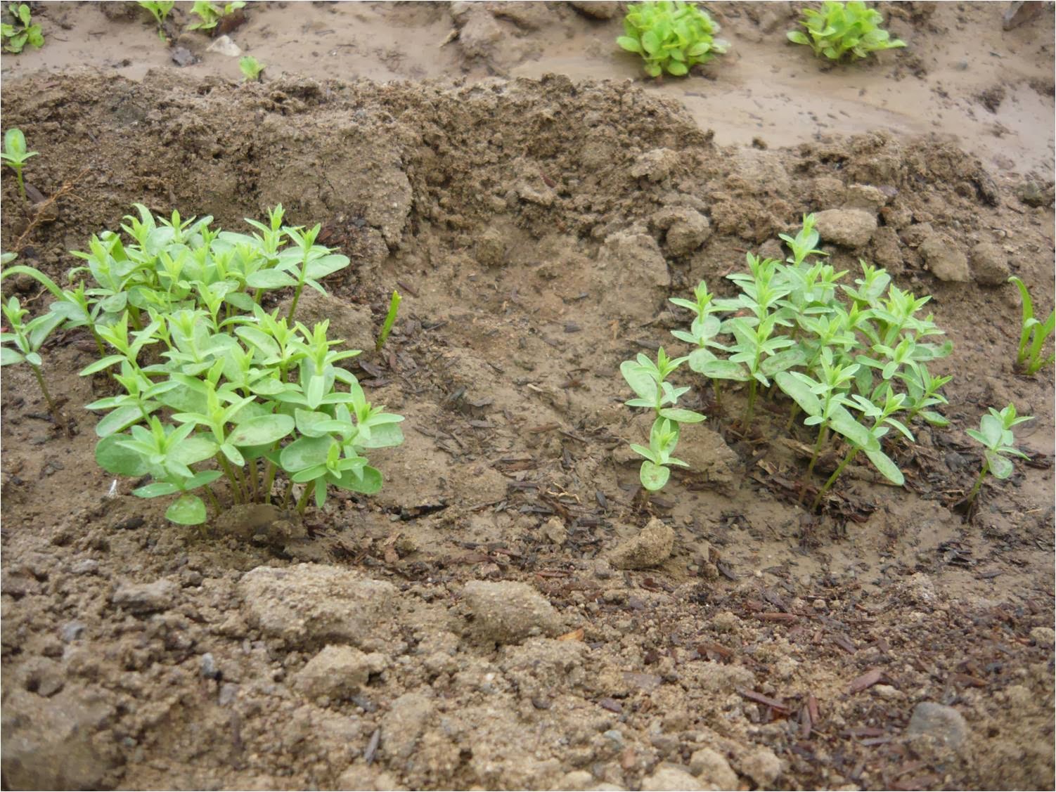 ALTERNATIVA ECOLÓGICA: CULTIVO DE LINAZA