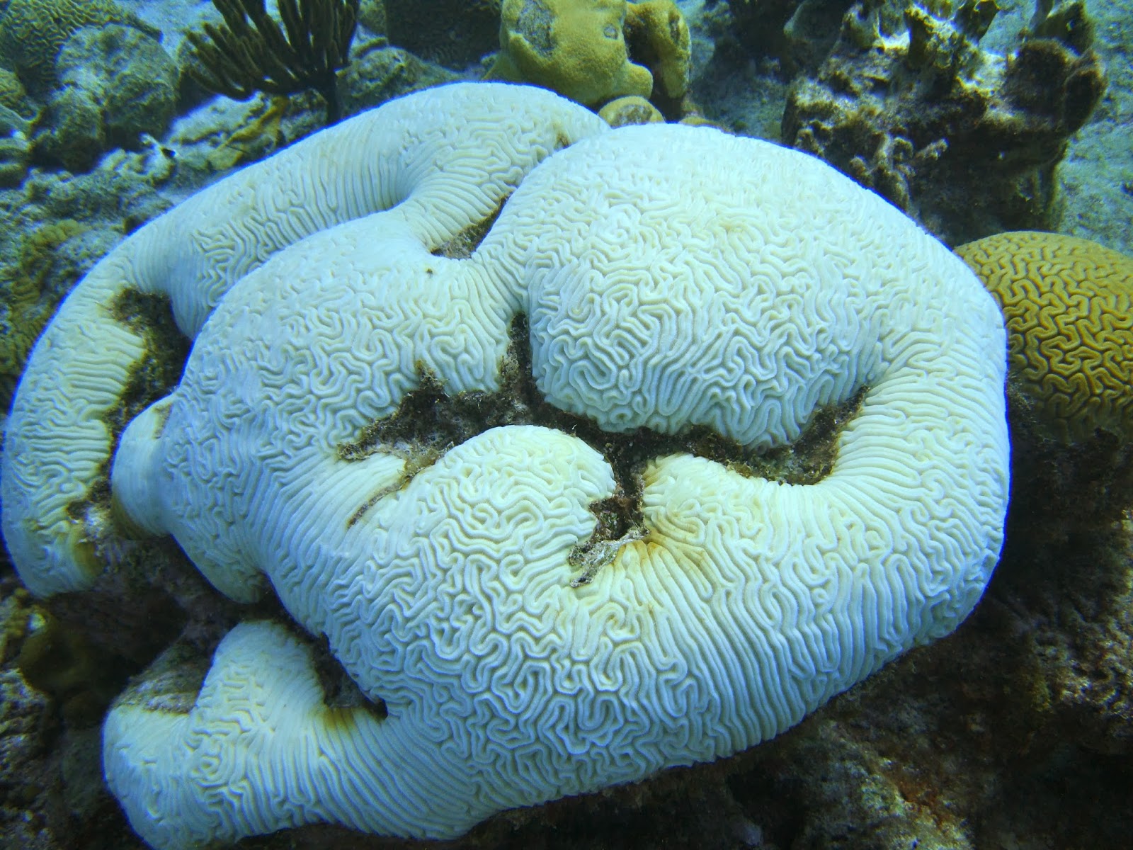 Antilles 2013 - 2014: The bigger picture