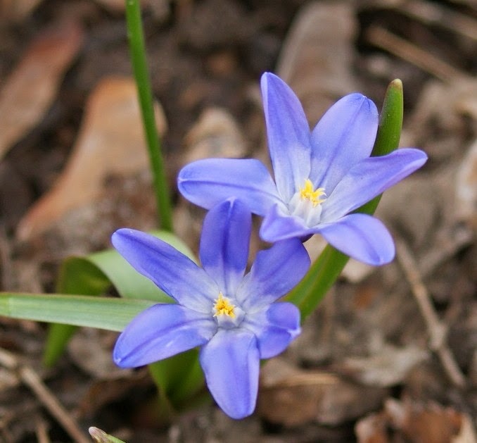 Visit My Garden: Bulbs