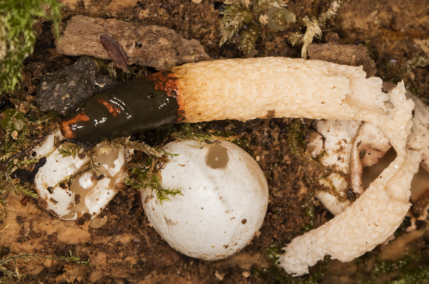 Stinkhorns | Naturally