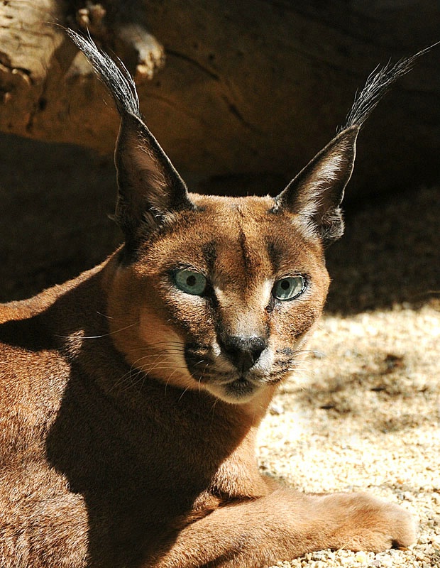 CARACAL CAT photos - wallpapers (ανανεωμένο) | the fun bank
