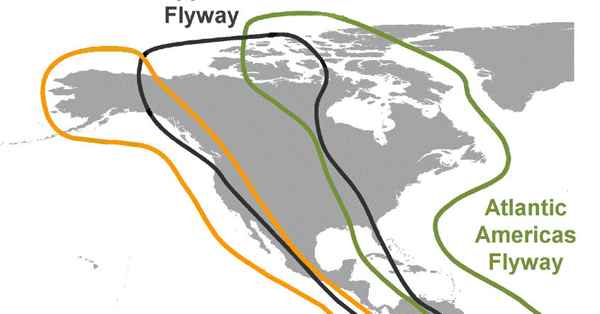 Wader Quest: It's migration time on the Pacific, Mississippi and ...