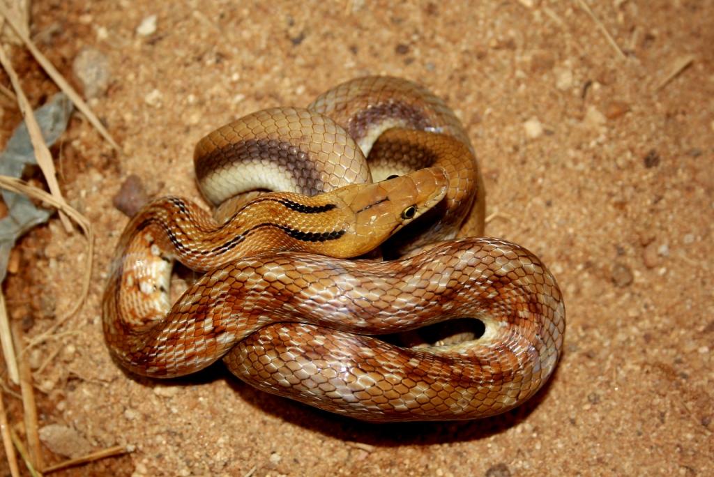 Akshay Manjunath "The Naturalist": “The Naturalist and the Trinket Snake”