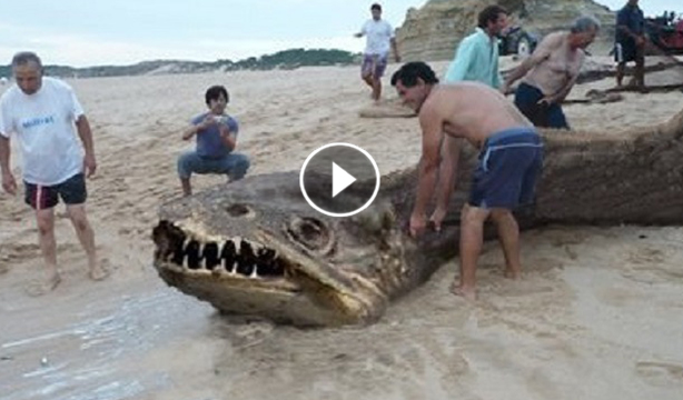 Mysterious Unidentified Creatures Found - Blog- animal