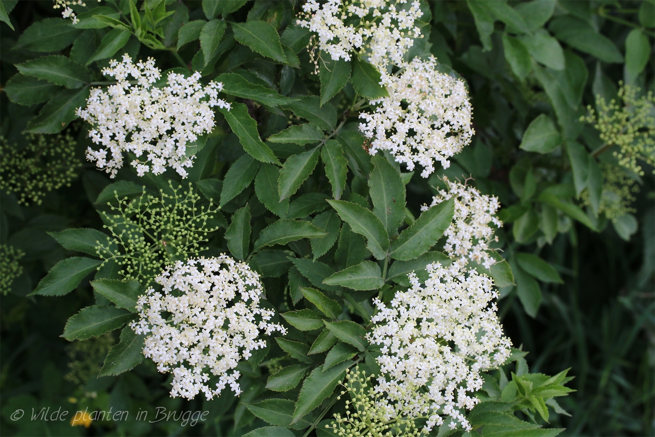 Wilde planten in Brugge: De gewone vlier - Sambucus nigra